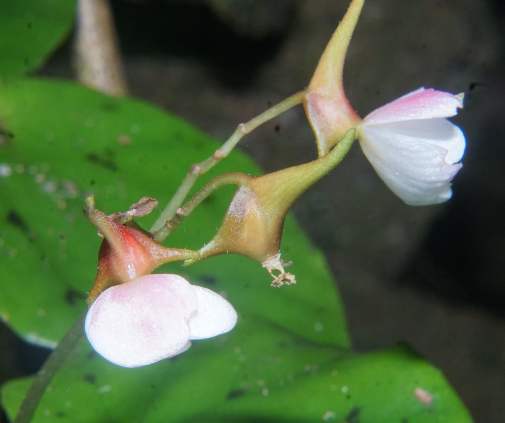 Begonia hondurensis from La Ceiba, Honduras on January 8, 2022 at 11:32 ...