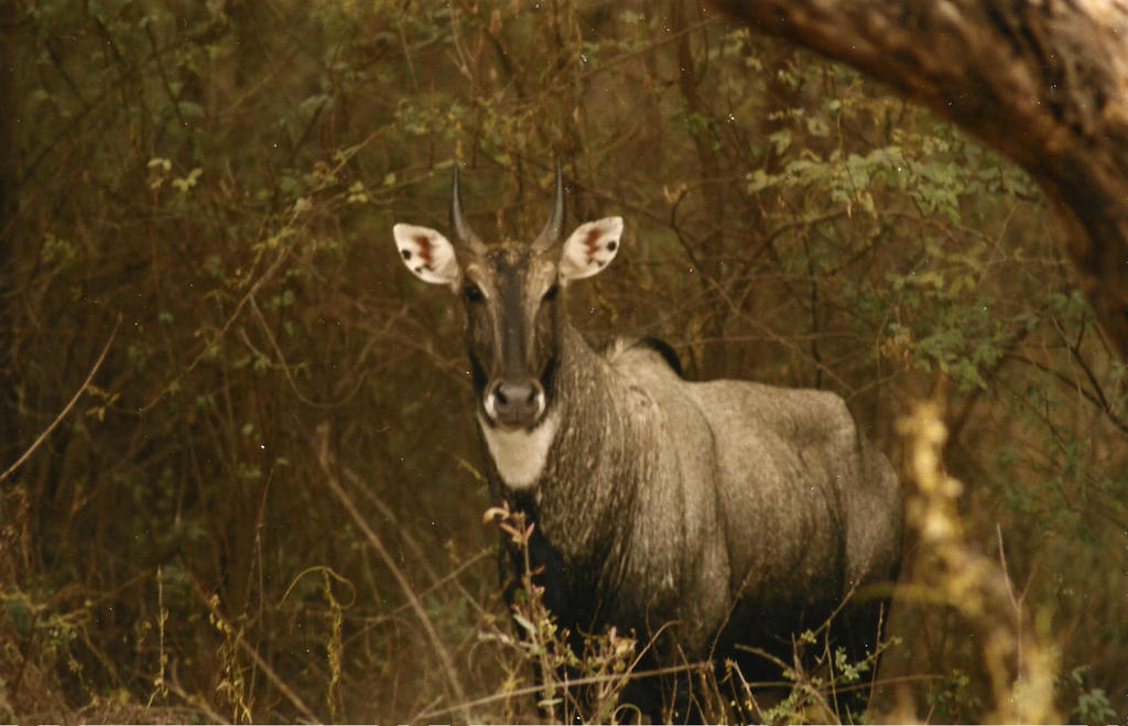 Asian Taurine-antelopes (Boselaphini) - Know Your Mammals