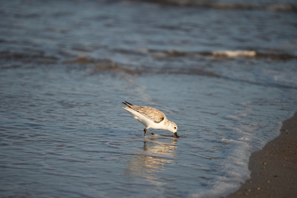 Sanderling from St. Johns, Florida, United States on January 09, 2022 ...