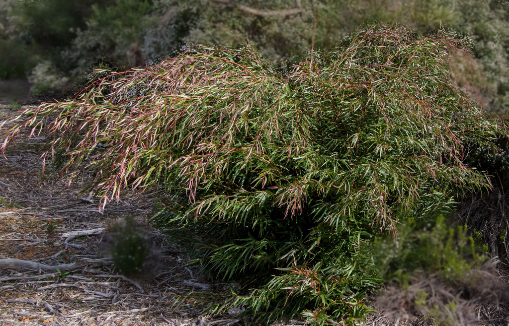 Western Australian Peppermint from Kronkup WA 6330, Australia on ...