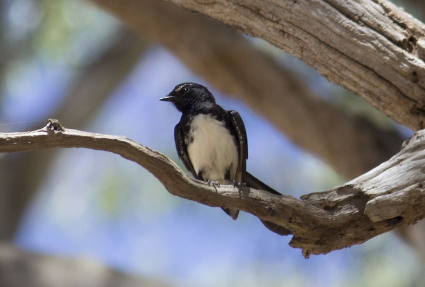 Willie Wagtail in January 2022 by Kerrie Jennings. Searching for flying ...