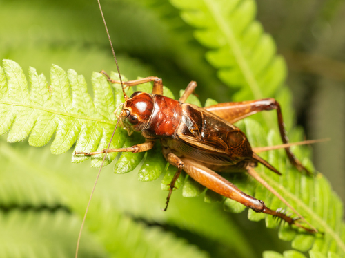 Photo 175469814, (c) Colin Chiu, some rights reserved (CC BY-NC ...