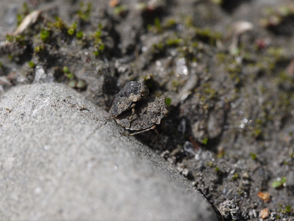 Big-eyed Toad Bug in May 2018 by u_phantasticus · iNaturalist