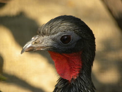 pava amazónica (Avifauna de Boyacá) · iNaturalist