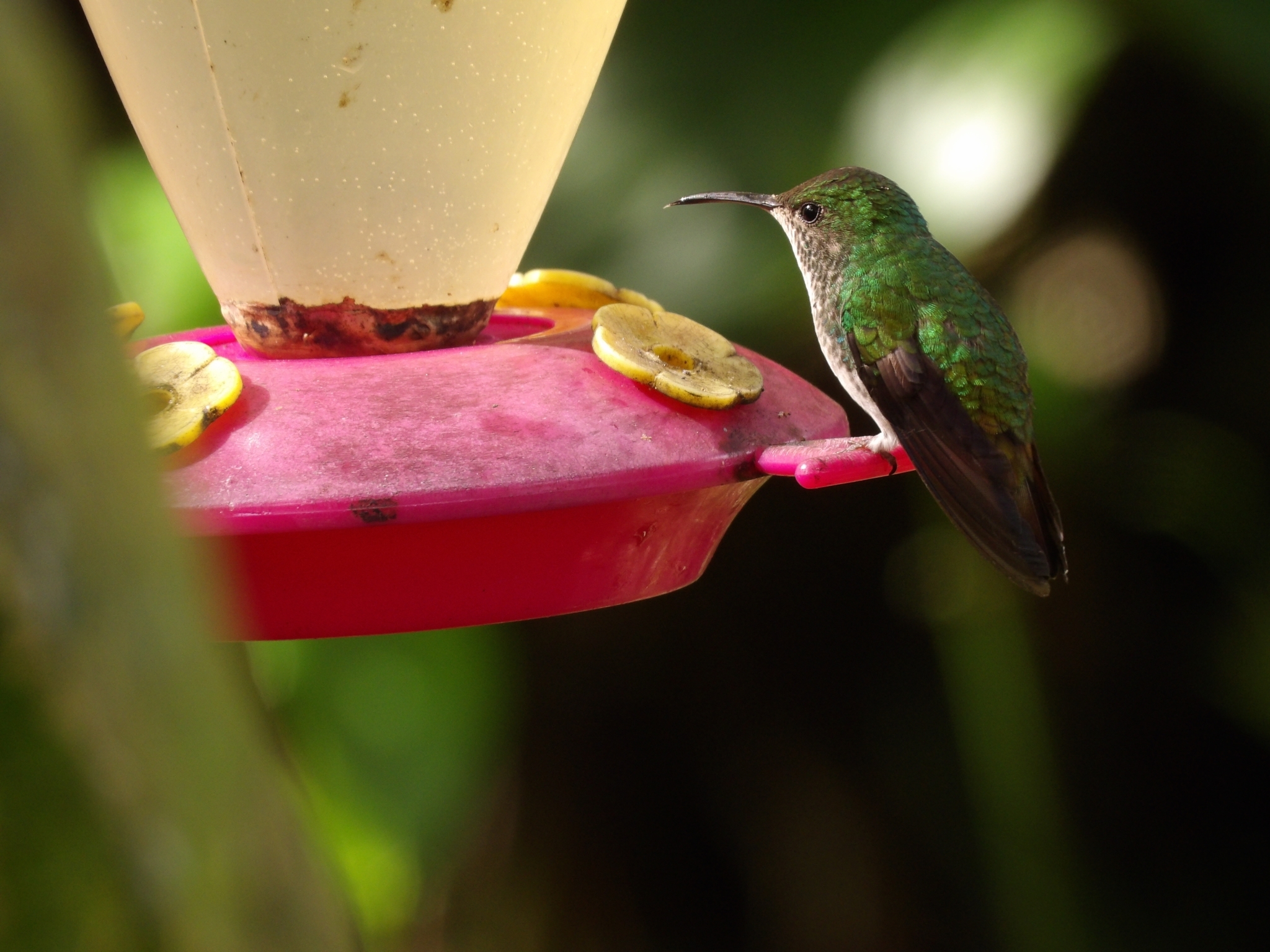 Microchera Gould, 1858