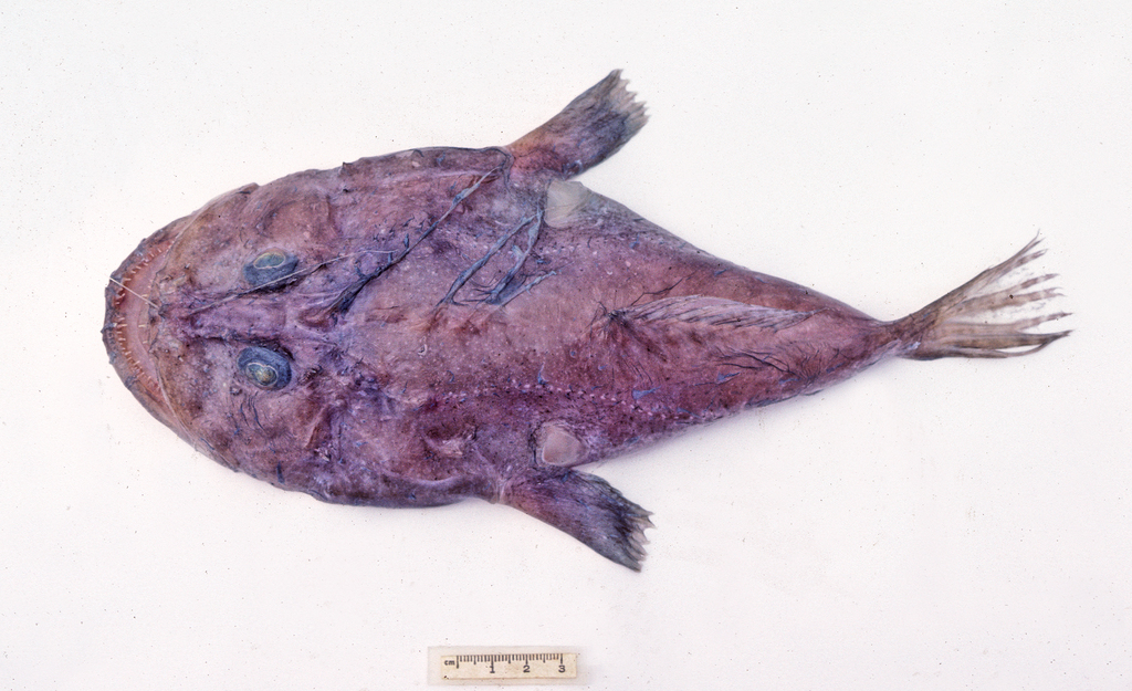 Goosefish (Lophiodes naresi) - Marine Life Identification