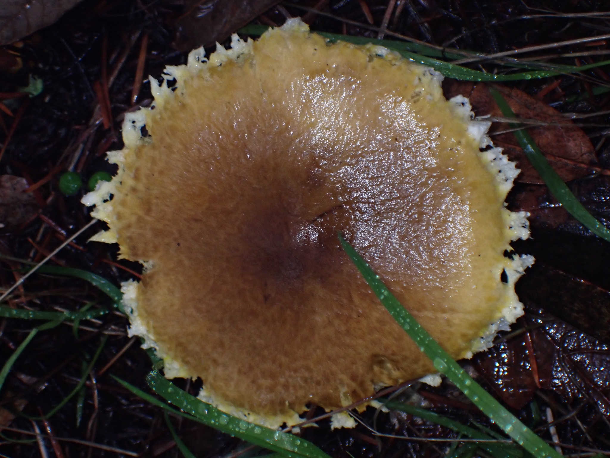 Floccularia albolanaripes (G.F.Atk.) Redhead