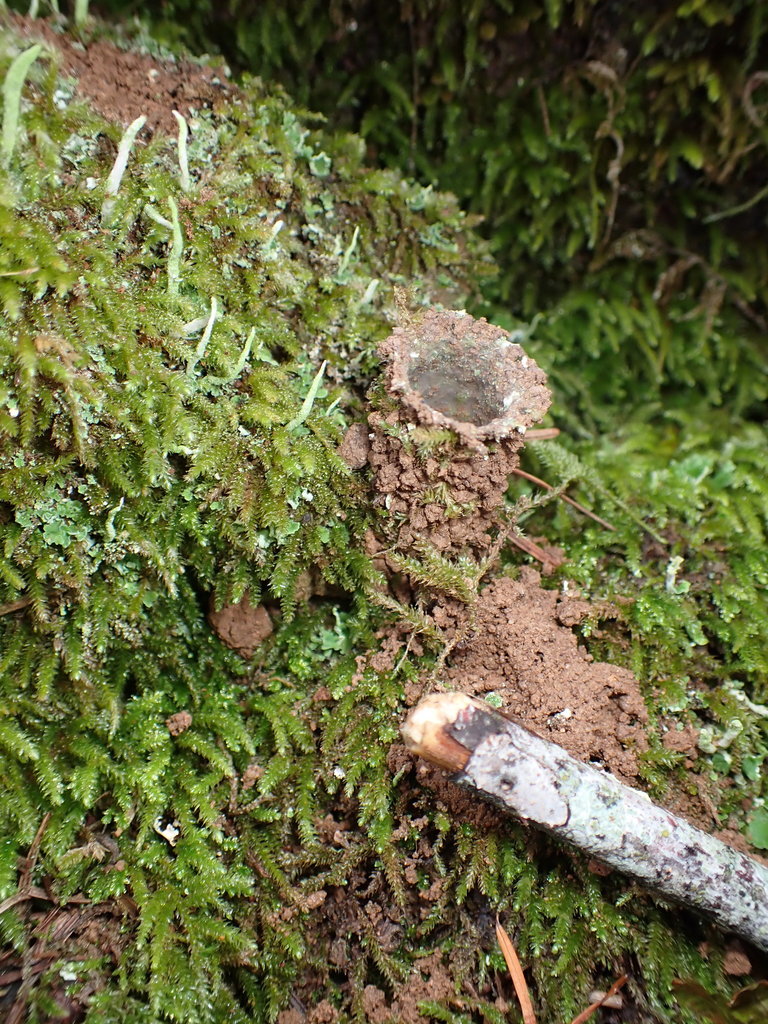 California Turret Spider in January 2022 by Robin Gwen Agarwal ...