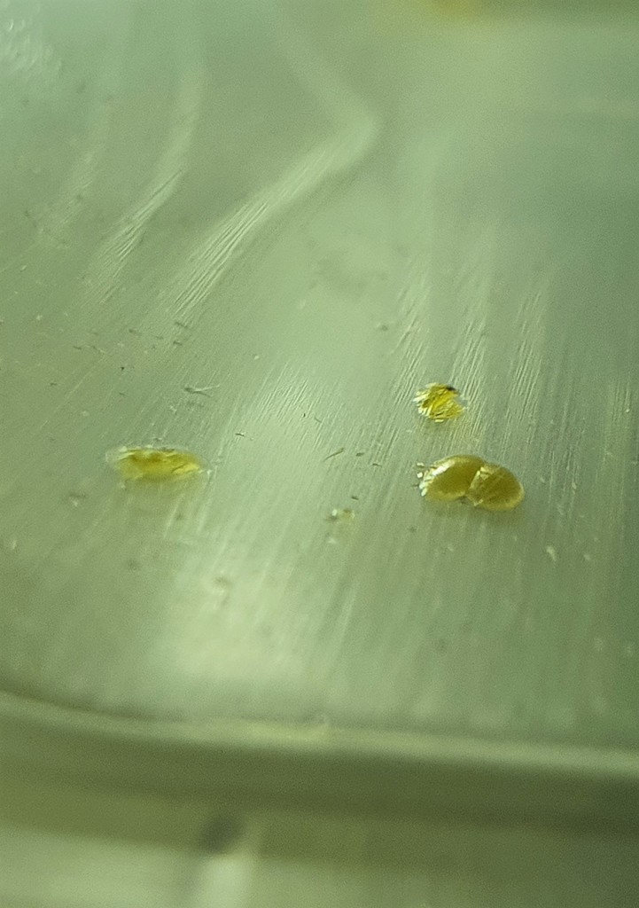 Slug Caterpillar Moths from Urliup NSW 2484, Australia on January 10 ...