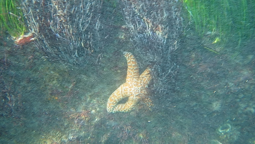 Ochre Sea Star from Bahía Sebastián Vizcaíno, MX on December 28, 2021 ...