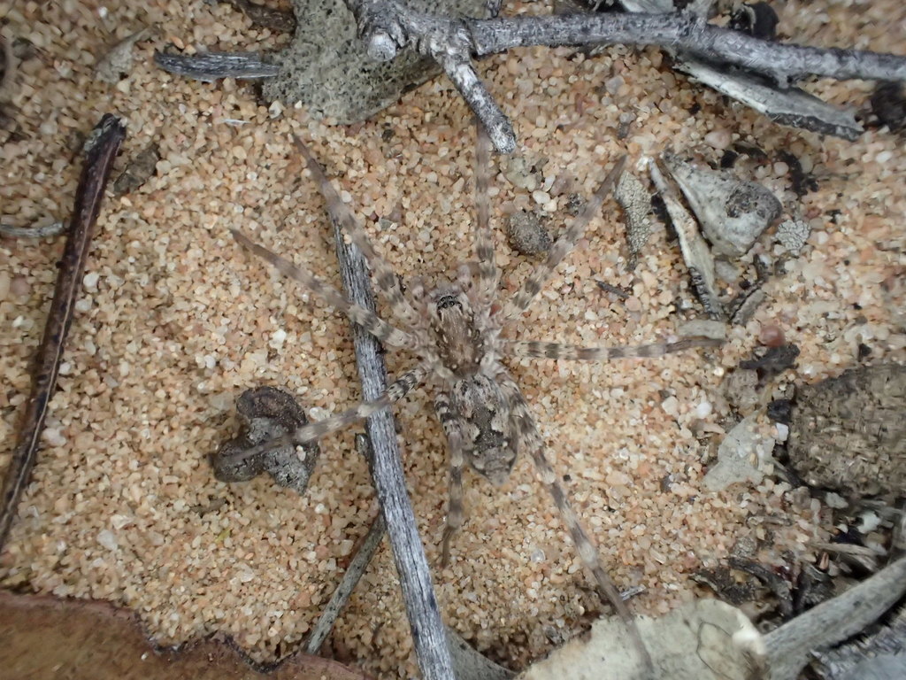 Prowling Spiders from 30km E by N of Swan Reach, S. AUST on January 09 ...
