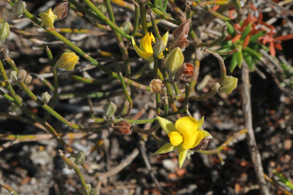 Jacksonia stackhousei from Heathland St, Banksia Beach QLD 4507 ...
