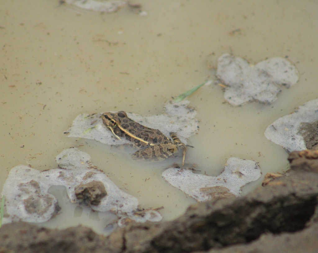 Transverse Volcanic Leopard Frog from Mexico on January 9, 2022 at 11: ...