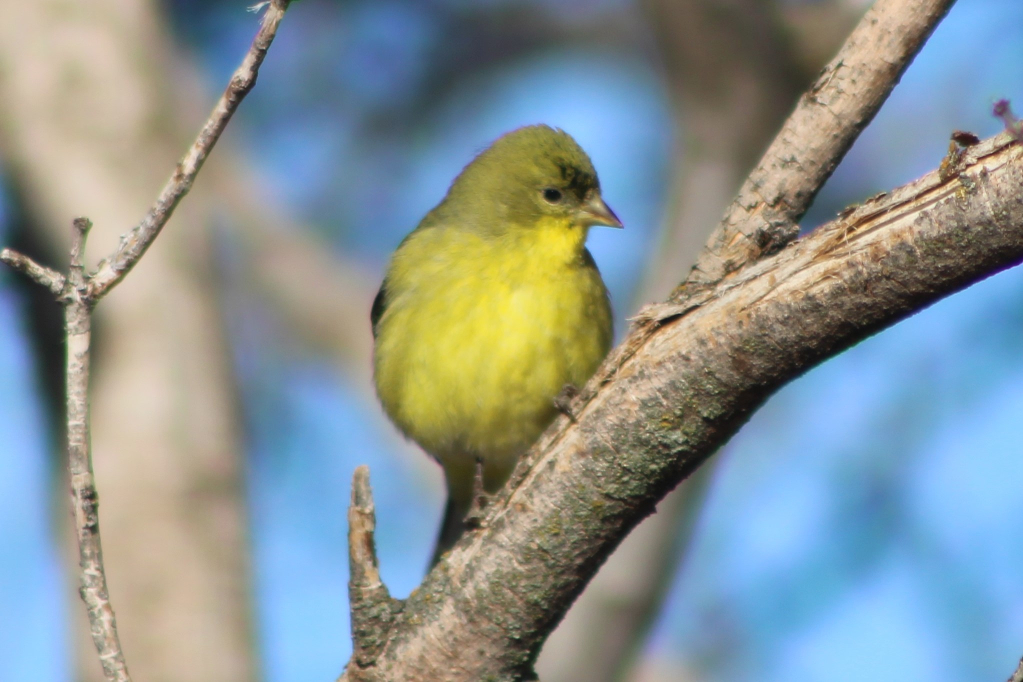 Spinus psaltria hesperophilus (Oberholser, 1903)