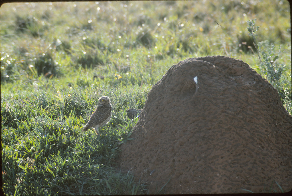 Burrowing Owl from Laguna Iberá, Corrientes, Argentina on October 29 ...