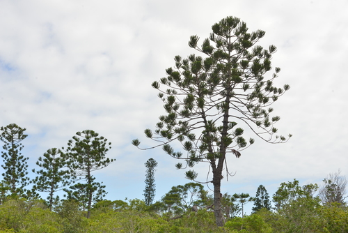 boise araucaria (Araucaria nemorosa) · iNaturalist