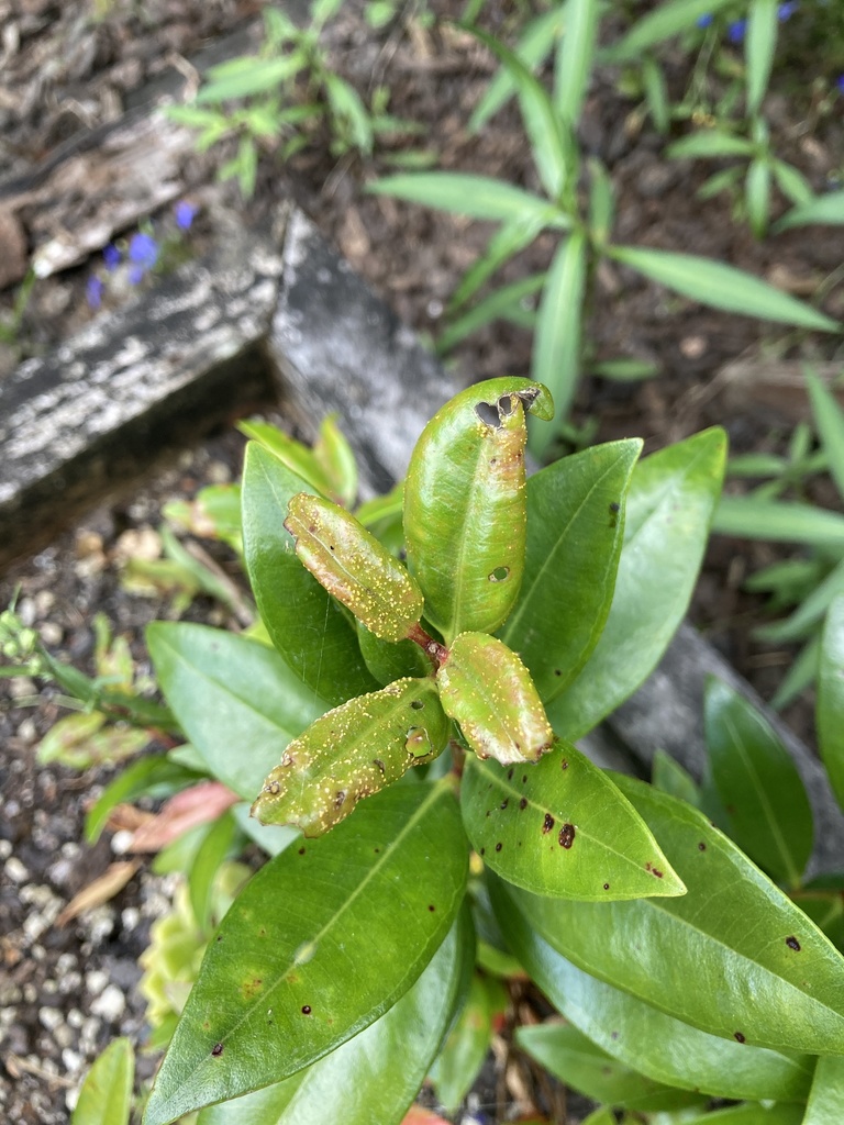 Myrtle Rust from Huia Road, Huia, Auckland, NZ on January 10, 2022 at ...