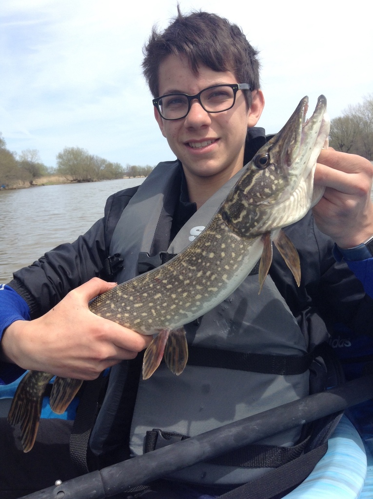 Northern Pike from Ch Vinet O, Châteauguay, QC, CA on May 06, 2018 at ...