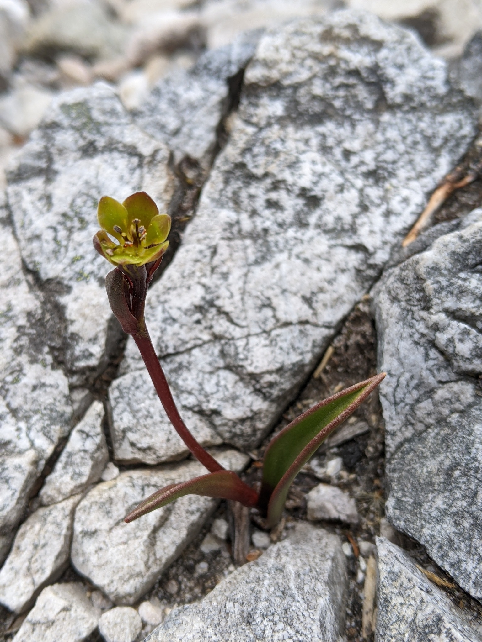 Campynema lineare Labill.