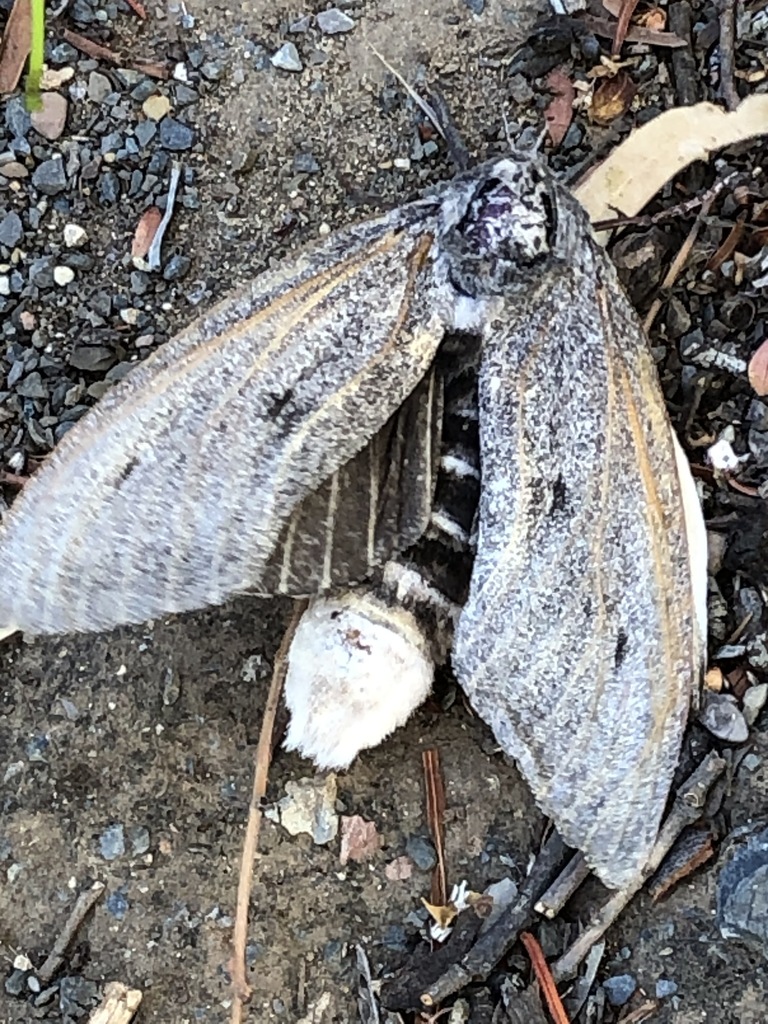 Giant Wood Moth from Darlington SA, Australia on January 9, 2022 at 08: ...