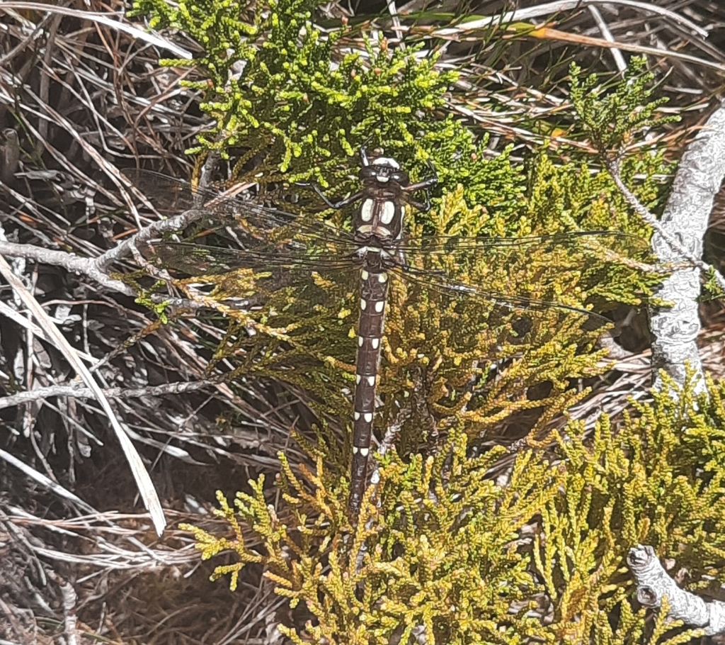 Carové's Giant Dragonfly from Runanga 7873, New Zealand on January 01 ...