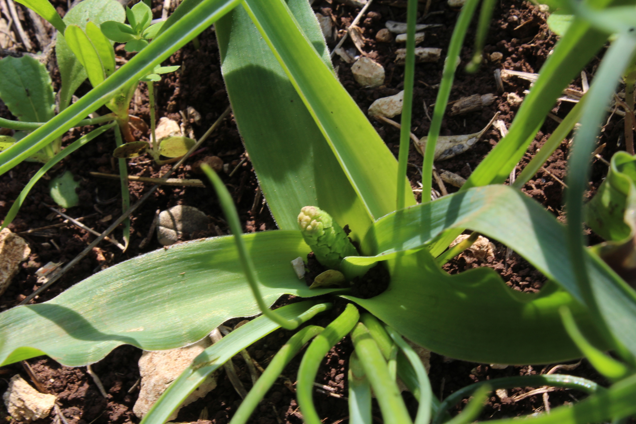 Bellevalia flexuosa Boiss.