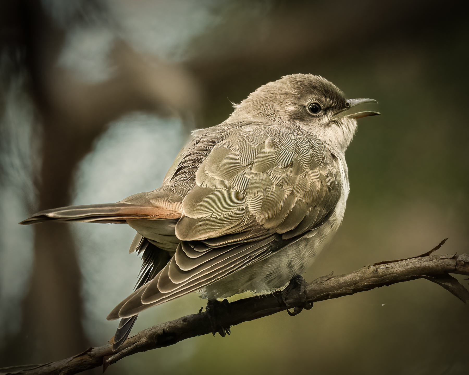 Chrysococcyx basalis (Horsfield, 1821)