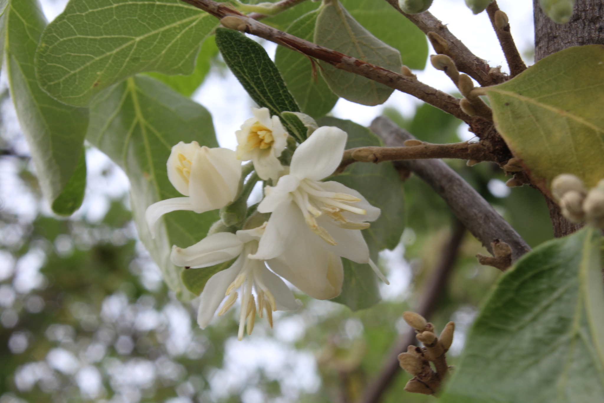Styrax officinalis L.