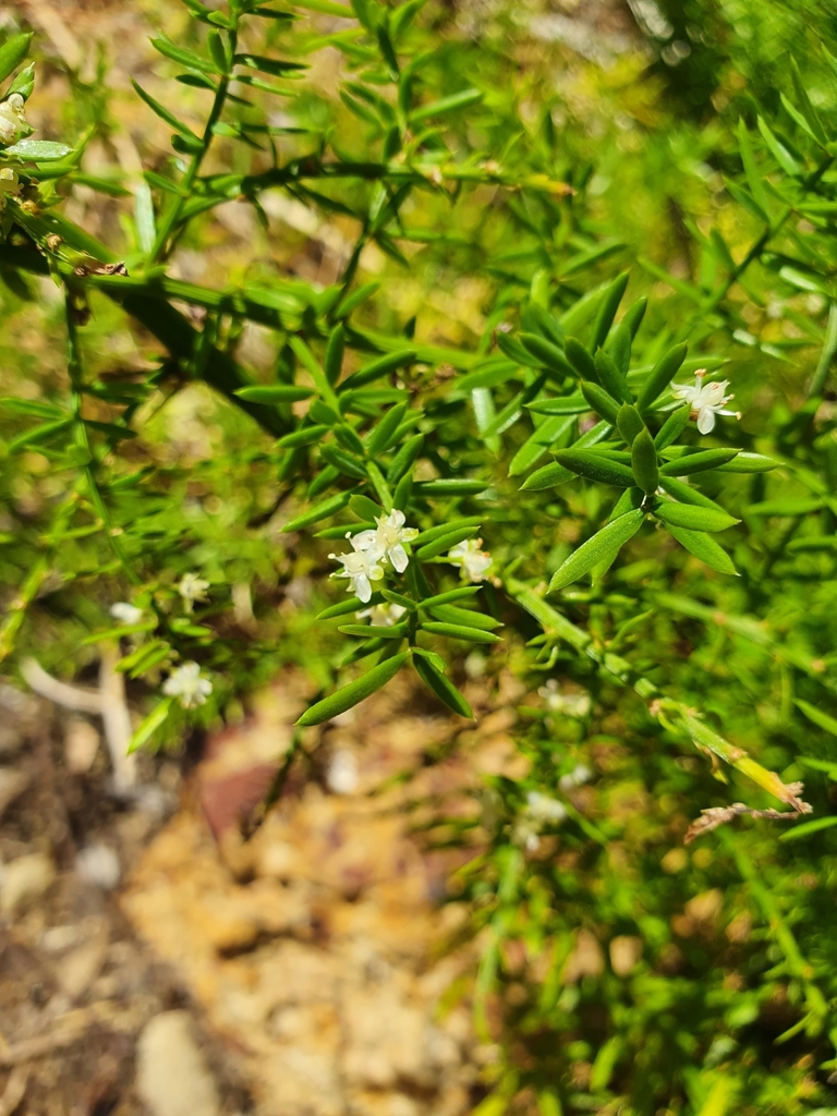 African Asparagus from Koongamia WA 6056, Australia on January 10, 2022 ...