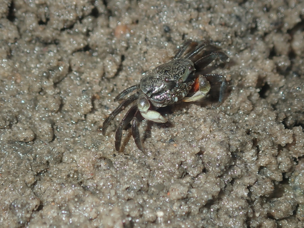 Semaphore Crab from Camden Haven NSW, Australia on January 10, 2022 at ...