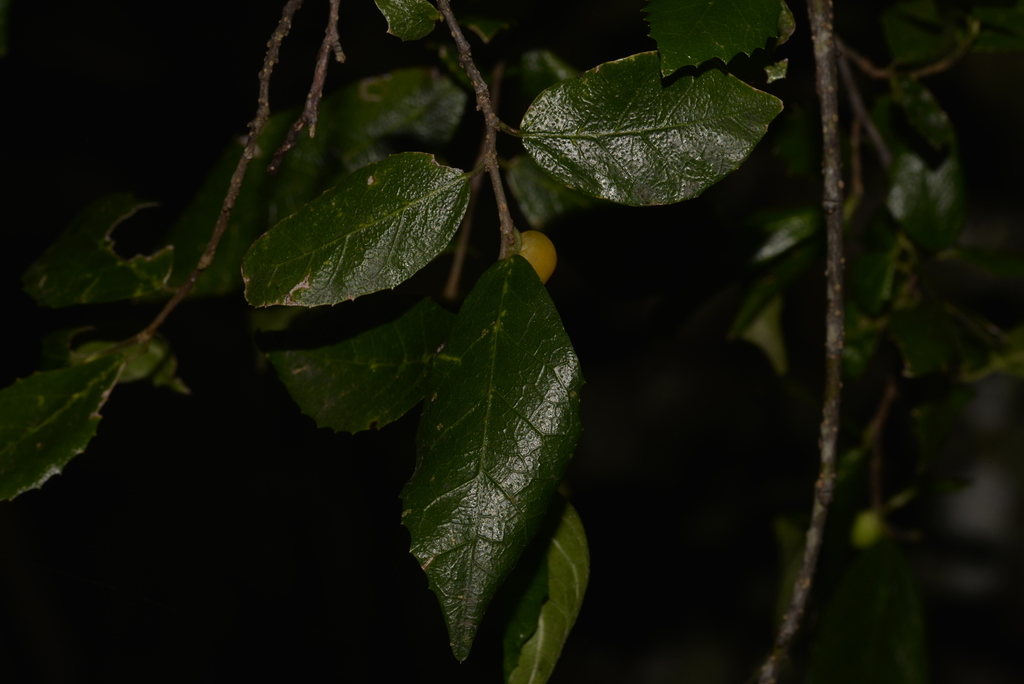 whalebone tree from Glenugie NSW 2460, Australia on January 9, 2022 at ...