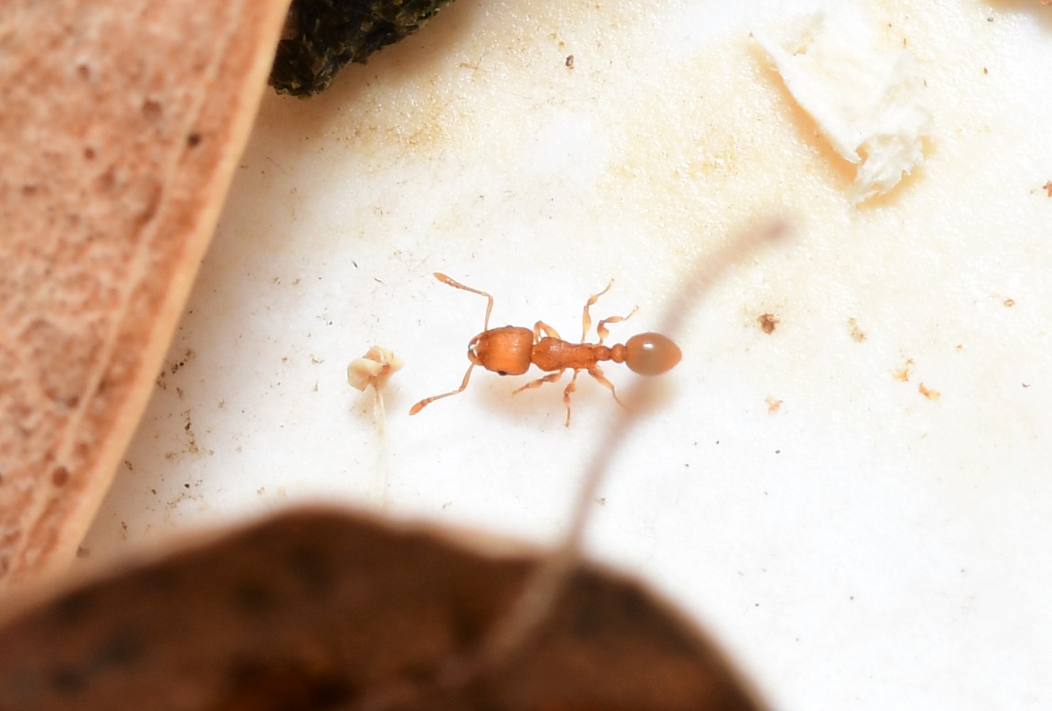 Tetramorium simillimum (Smith, 1851)