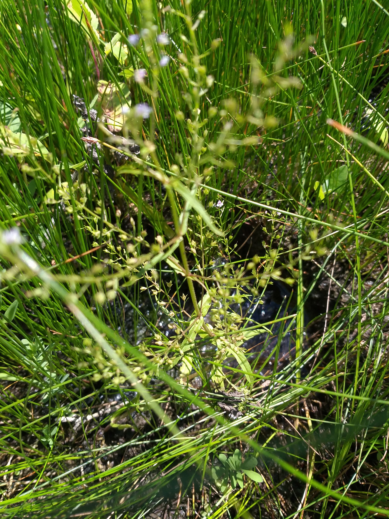 Veronica anagalloides Guss.