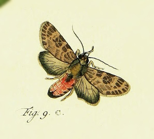 Eucereon archias · iNaturalist