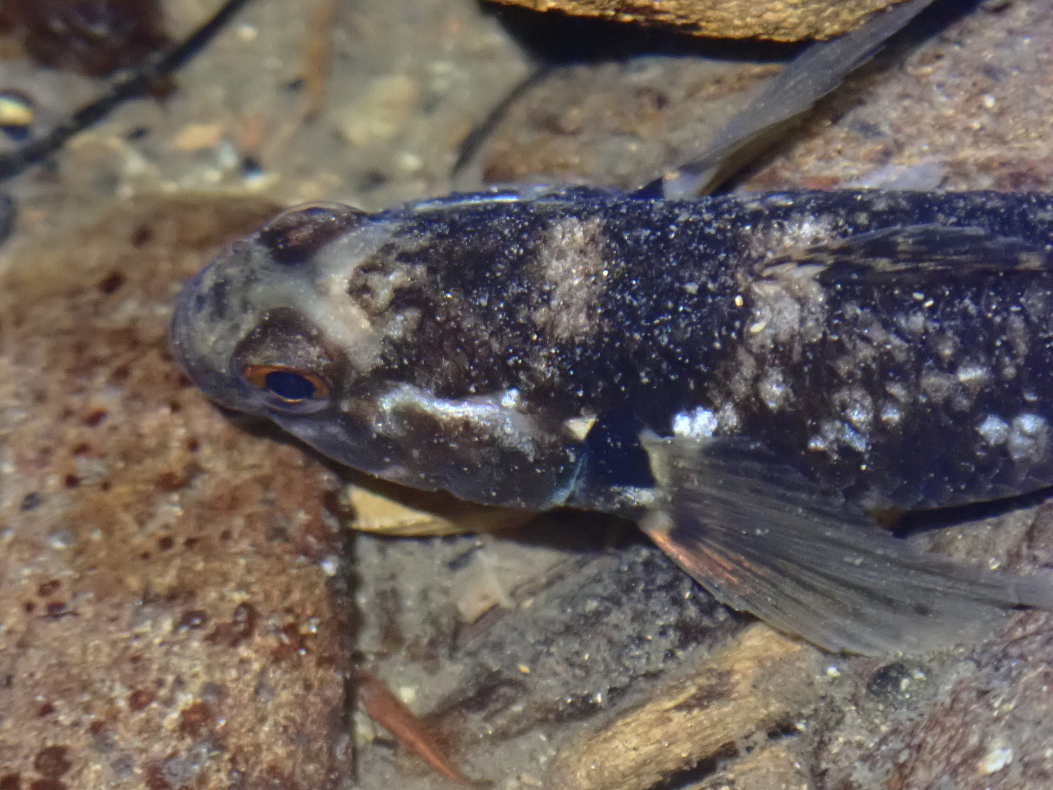 Gobiomorphus cotidianus McDowall, 1975