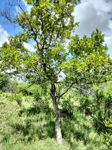 red bushwillow (Combretum apiculatum) · iNaturalist
