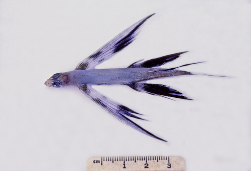Darkbar Flyingfish (Cypselurus hexazona) · iNaturalist