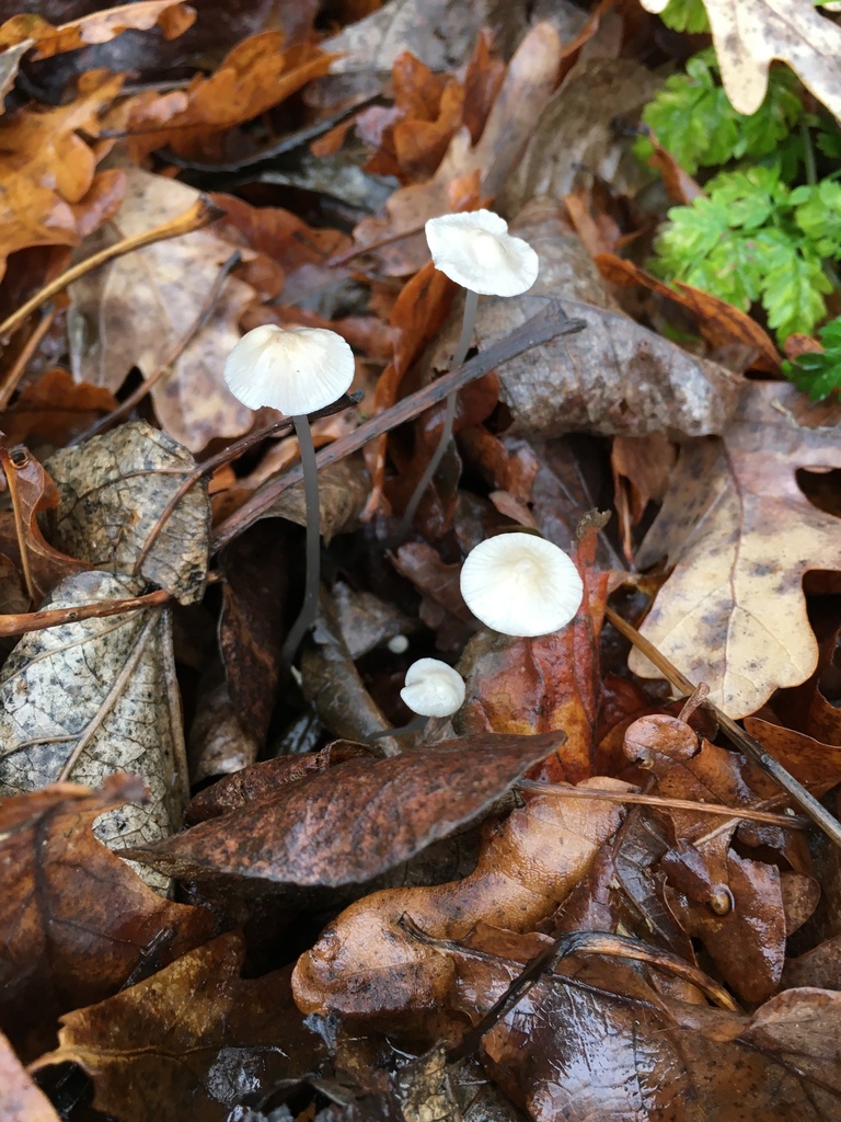 Conifercone Cap from River Lee Navigation, London, England, GB on ...