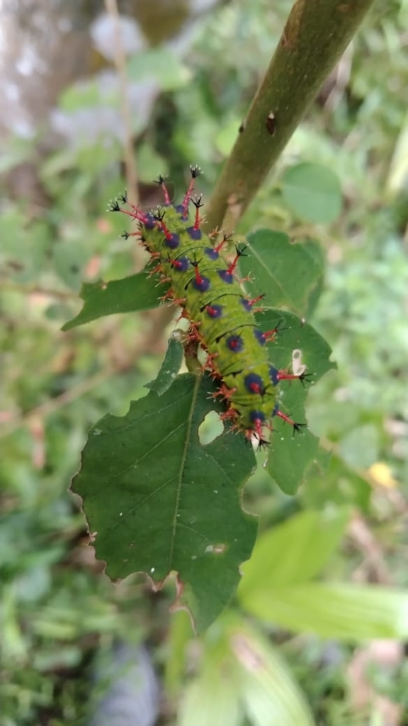 Common Sergeant from Selama on January 10, 2022 at 08:06 PM by Ainie ...