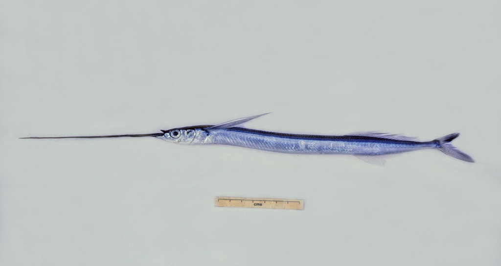 Halfbeaks (Hemiramphidae) - Marine Life Identification