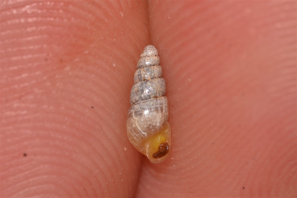 Spiked Awlsnail (Gastropoda (snails and slugs) of the Chagos ...