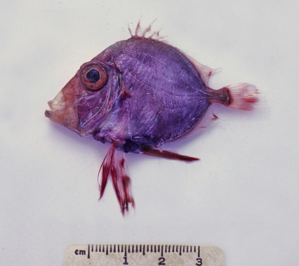 Little Dory (Cyttopsis cypho) - Marine Life Identification