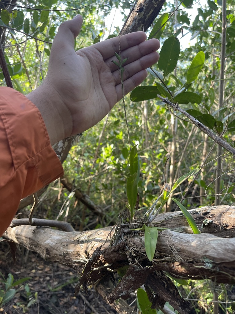 yellow helmet orchid in January 2022 by Brandon Corder · iNaturalist