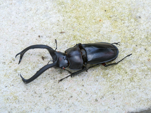 Rhaetulus didieri · iNaturalist