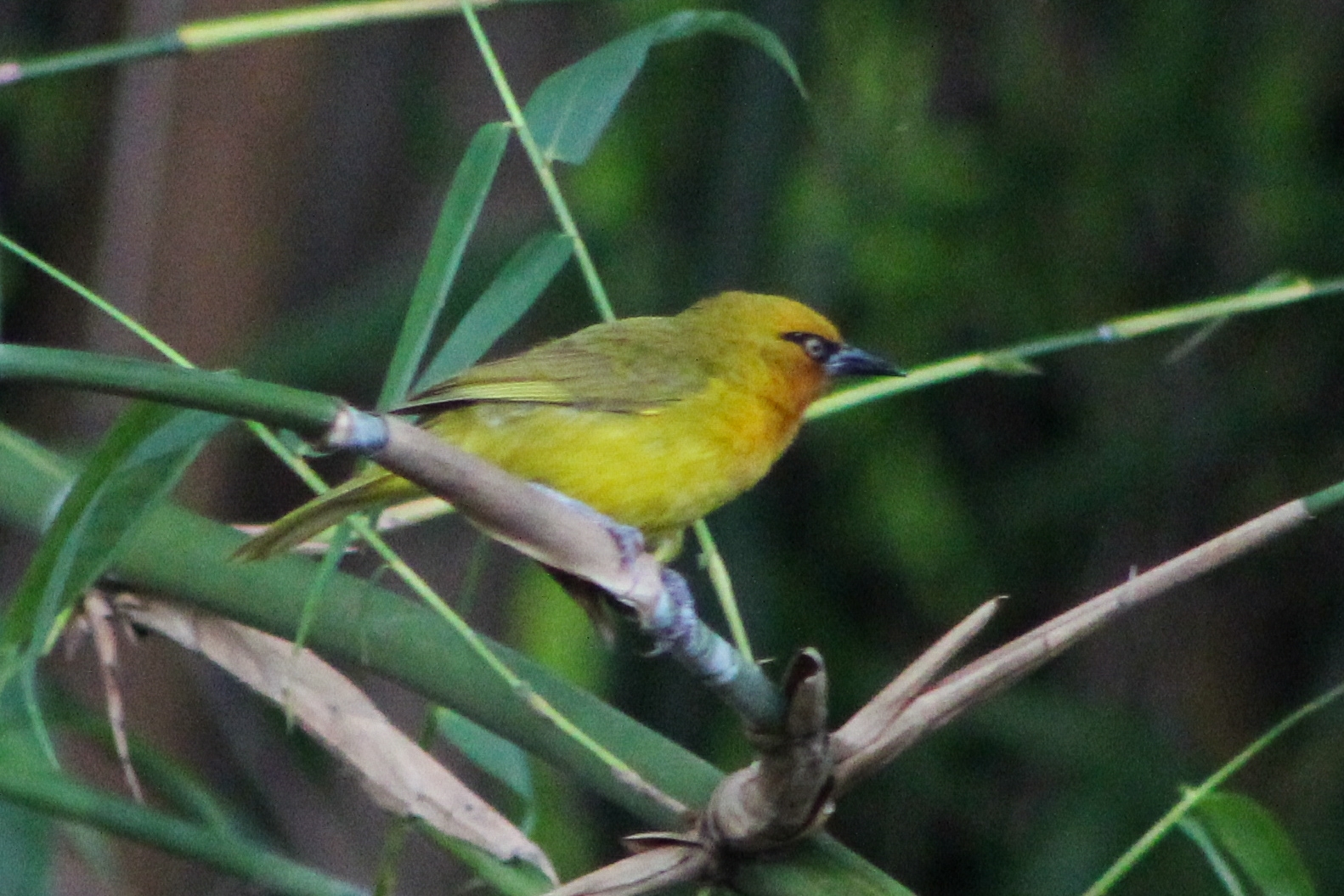 Ploceus ocularis suahelicus Neumann, 1905