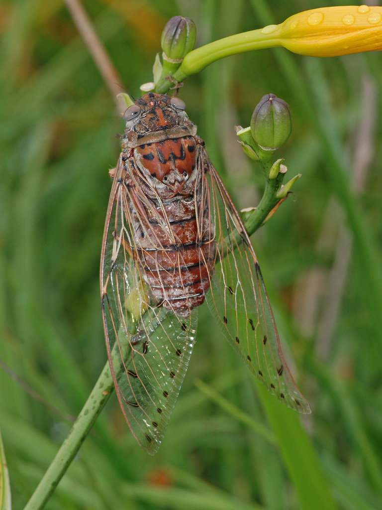 Empress Cicada from Brinchang Bungalow, Fraser's Hill, Malaysia on May ...