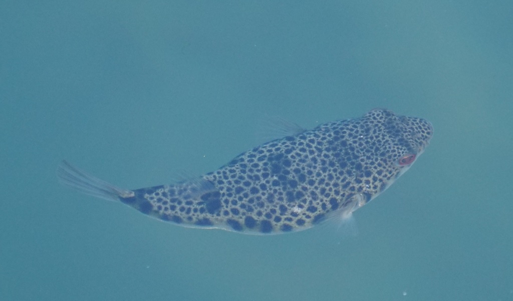 Common Toadfish from Sydney NSW, Australia on June 02, 2021 at 03:52 PM ...