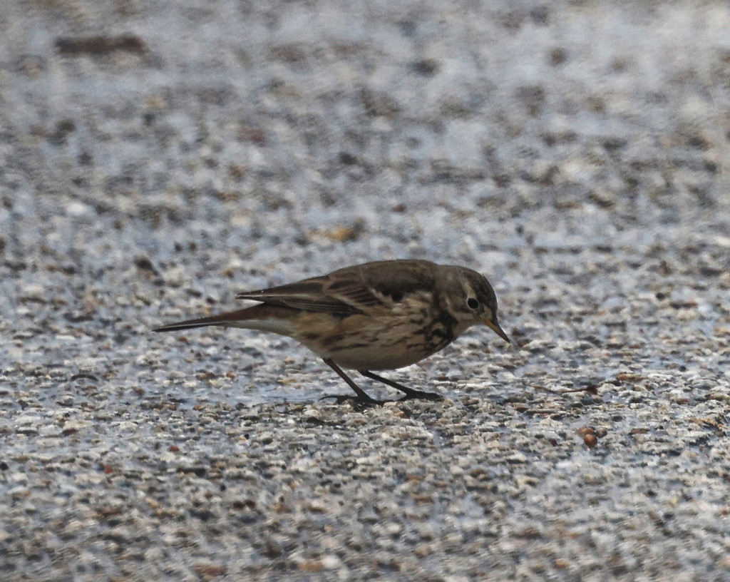 American Pipit from Brazos County, TX, USA on January 08, 2022 at 10:31 ...