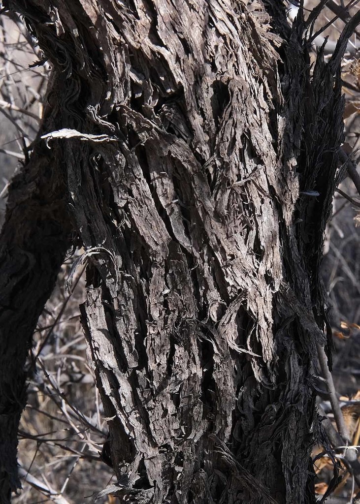 Grey Camel Thorn (Vachellia haematoxylon) - Botanical Realm