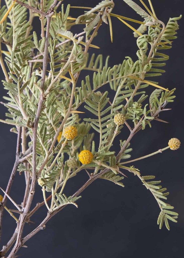 Grey Camel Thorn (Vachellia haematoxylon) - Botanical Realm